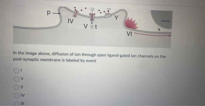 Solved In the image above, diffusion of ion through open | Chegg.com