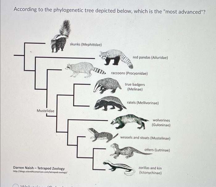 Solved According to the phylogenetic tree depicted below, | Chegg.com