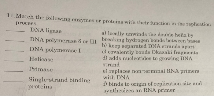Solved 11. Match the following enzymes or proteins with | Chegg.com