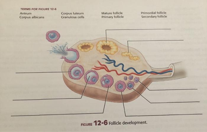 Solved TERMS FOR FIGURE 12-6 Antrum Corpus albicans Corpus | Chegg.com