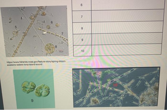 Phytoplankton Assignment Using the identification | Chegg.com