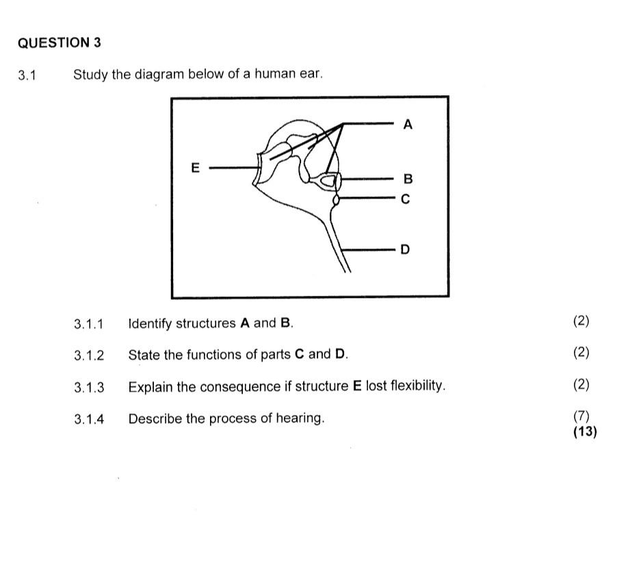 Solved Study the diagram below of a human ear. 3.1.1 | Chegg.com