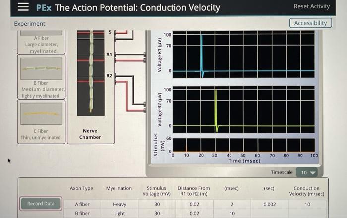 Solved Reset Activity = PEx The Action Potential: Conduction | Chegg.com