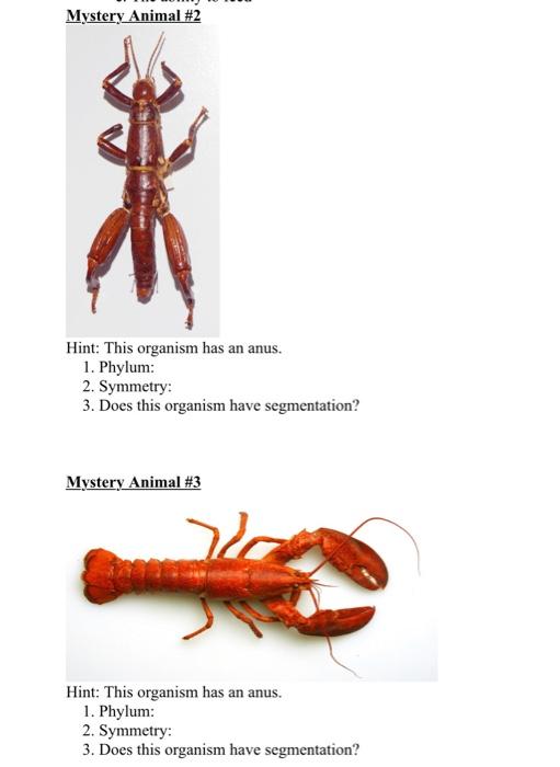 Solved Dichotomous Key Invertebrata Phyla Asymmetrical | Chegg.com