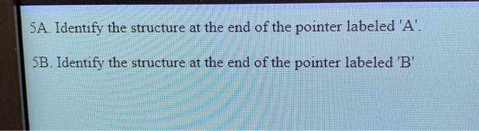 Solved 5A. Identify the structure at the end of the pointer | Chegg.com