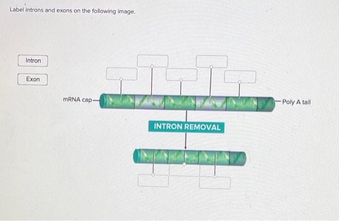 Solved Label introns and exons on the following image. | Chegg.com