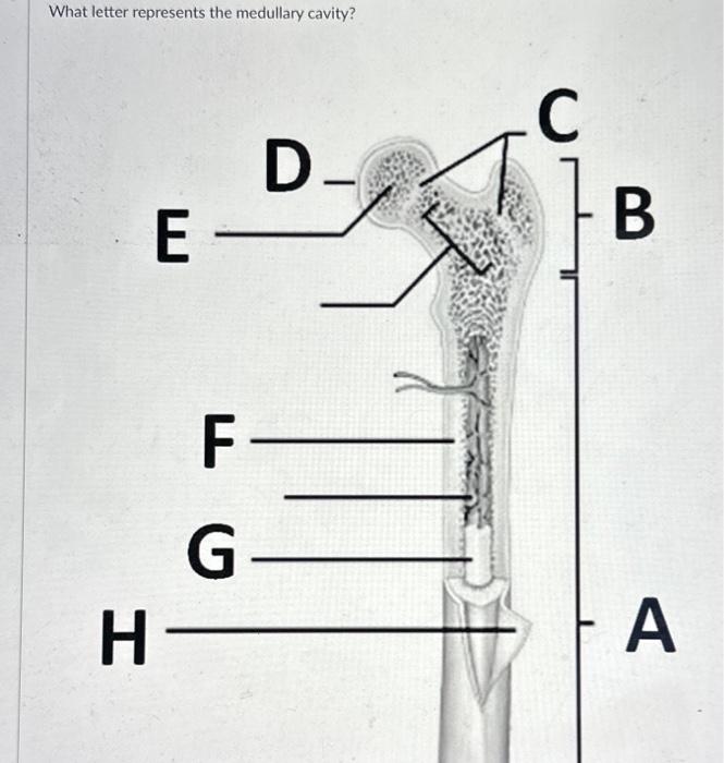 Solved Name the pinned bone marking. Name one | Chegg.com