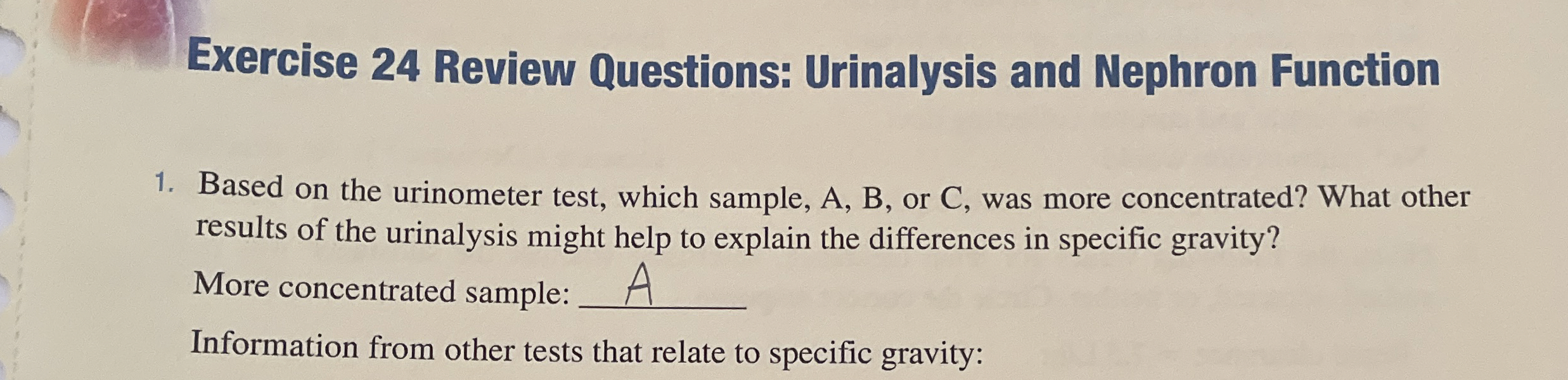 Solved Exercise 24 ﻿Review Questions: Urinalysis and Nephron | Chegg.com