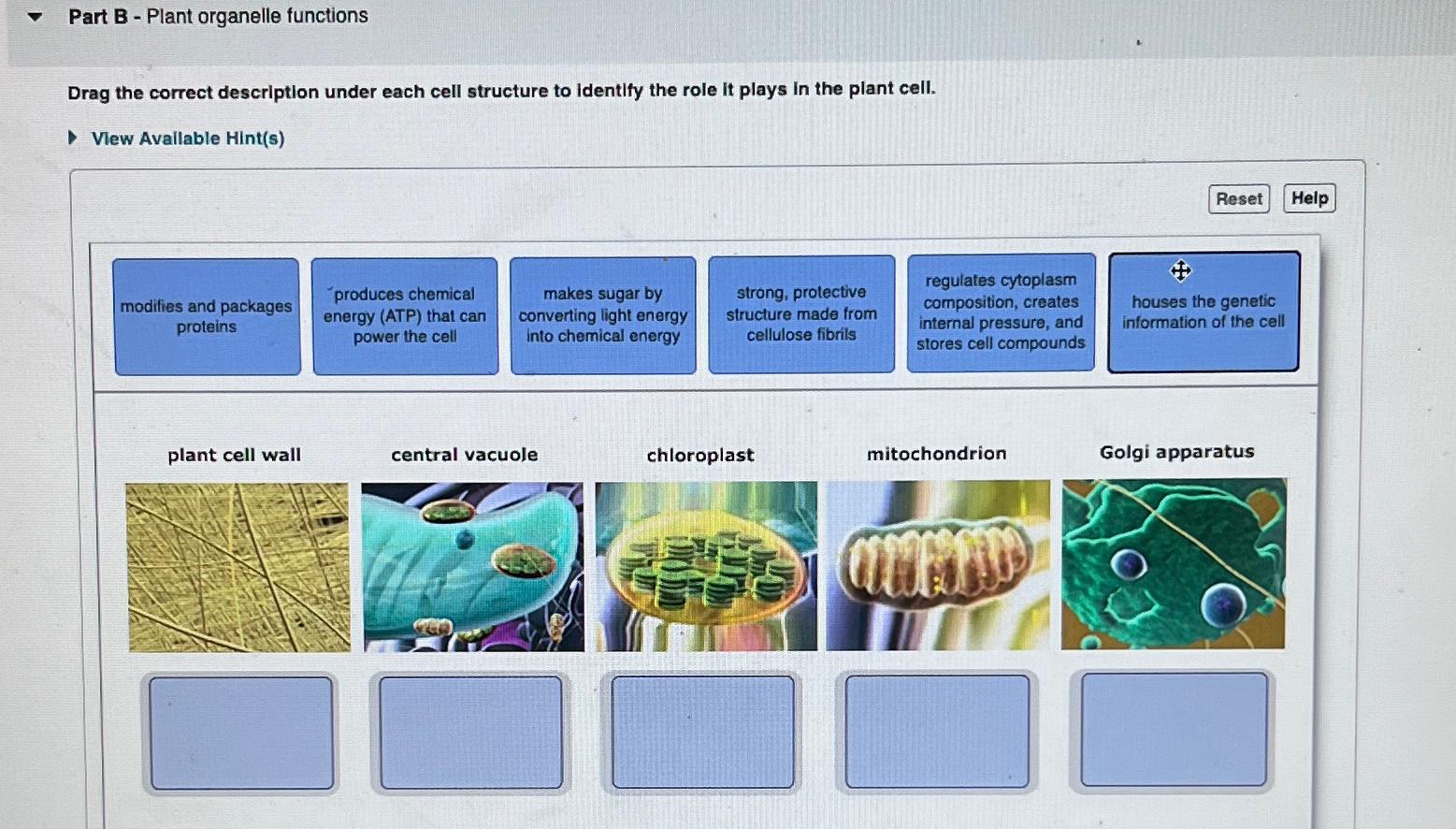 Solved Part B - ﻿Plant organelle functionsDrag the correct | Chegg.com
