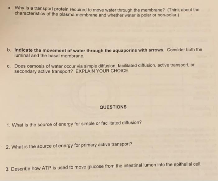 Solved 4. GLUT-2 TRANSPORT PROTEIN Now let's explore how the | Chegg.com