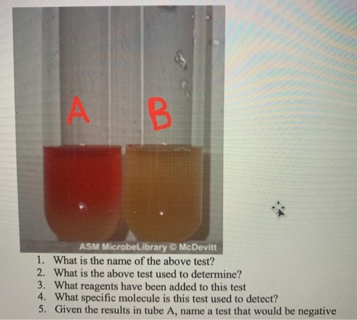 A B ASM MicrobeLibrary McDevitt 1. What is the name | Chegg.com