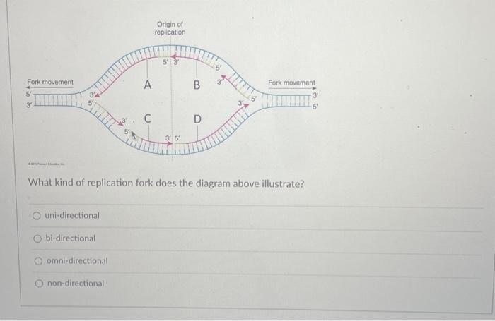 Solved What kind of replication fork does the diagram above | Chegg.com