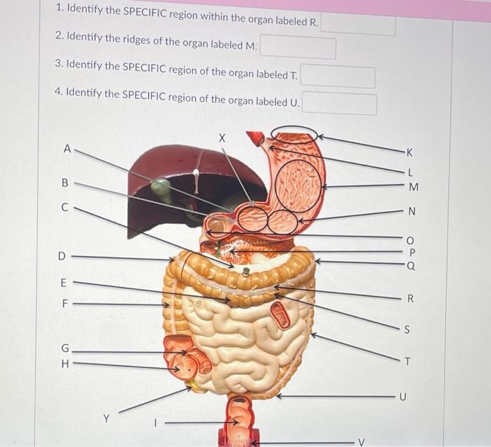 Solved 1. Identify the SPECIFIC region within the organ | Chegg.com Solved 1. Identify the SPECIFIC region within the organ | Chegg.com