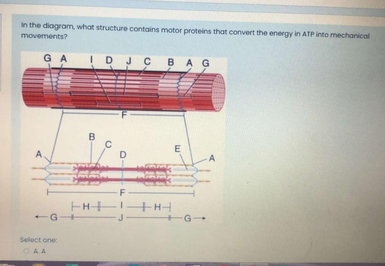 Solved In the diagram, what structure contains motor | Chegg.com
