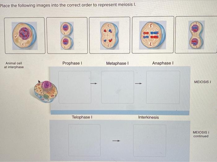 Solved Classify the following stages of the cell cycle into | Chegg.com