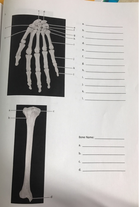Solved Unit 10: The Appendicular Skeleton Worksheet 1. Label | Chegg.com
