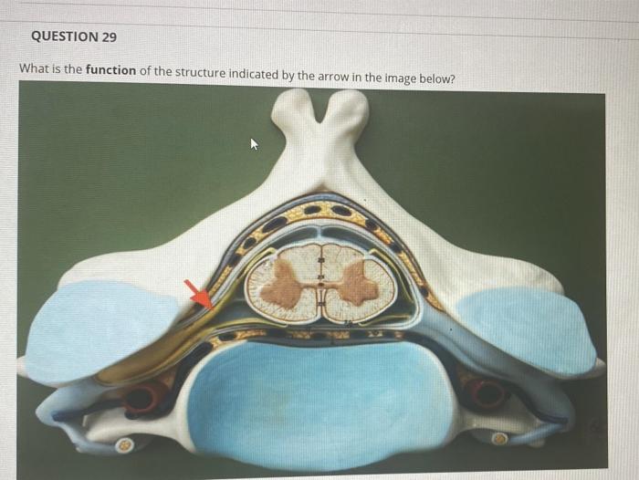 Solved QUESTION 29 What is the function of the structure | Chegg.com