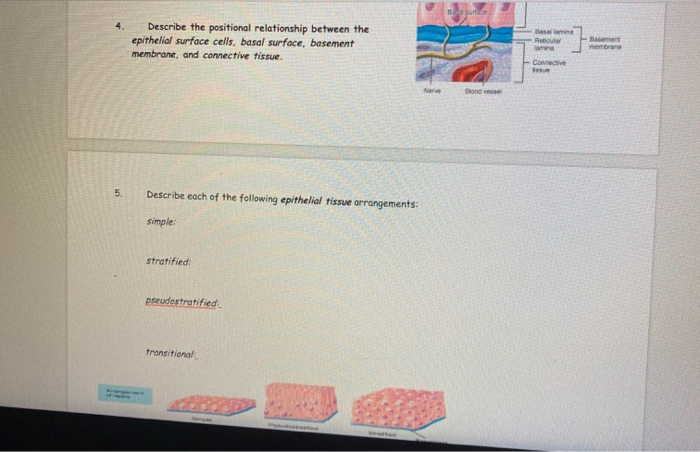 Solved 1. Where are epithelial tissues found? 2. Describe | Chegg.com