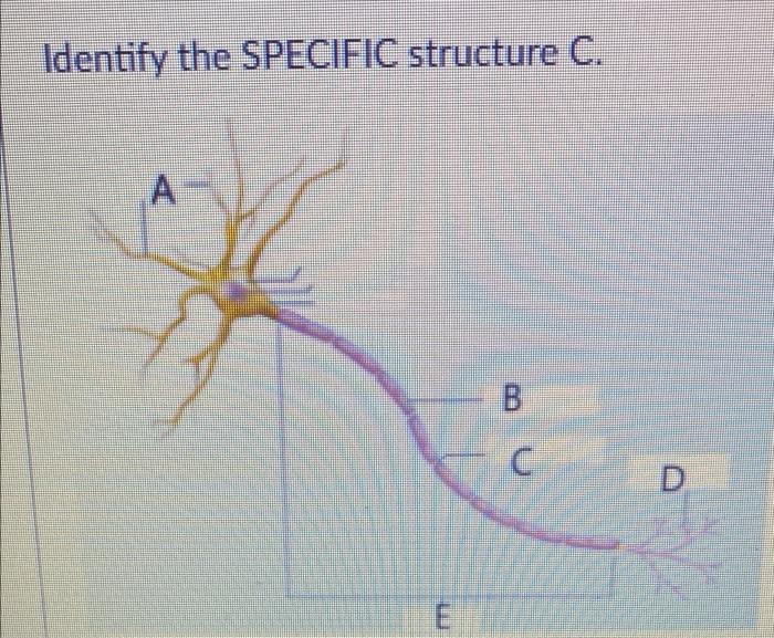 Solved Identify structure B in the reflex arc. C B A doral | Chegg.com
