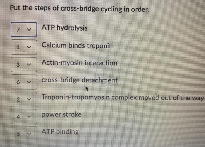 Solved Put the steps of cross-bridge cycling in order. 7 ATP | Chegg.com