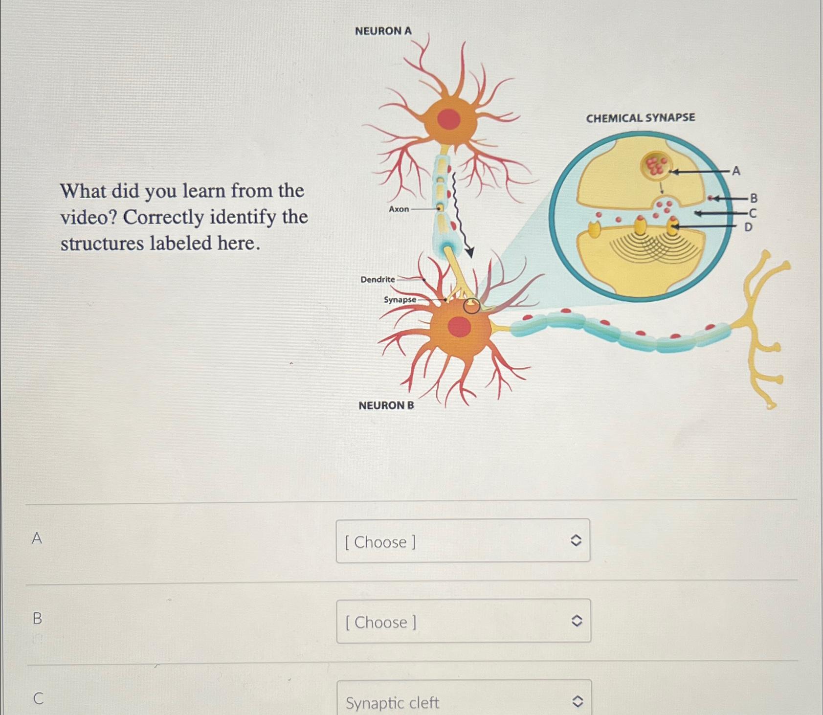 Solved What did you learn from the video? Correctly identify | Chegg.com