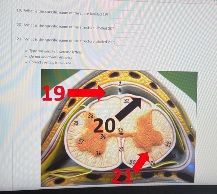 Solved 19. What is the specific name of the space labeled | Chegg.com