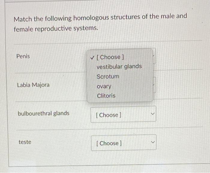 Solved Match the following homologous structures of the male | Chegg.com