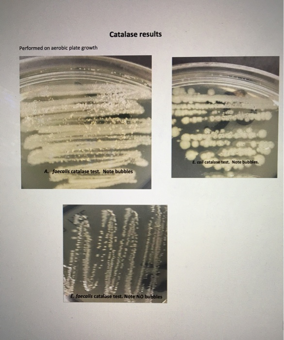 Solved Results Thioglycolate broths 1. Observing JUST the | Chegg.com