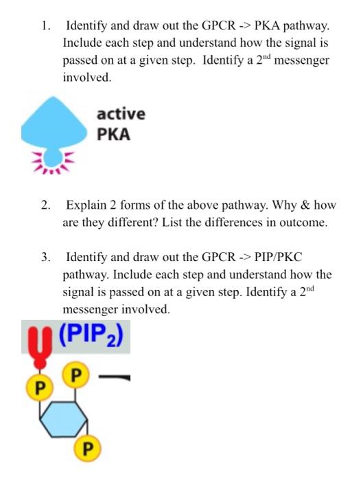 Solved 1. Identify and draw out the GPCR -> PKA pathway. | Chegg.com