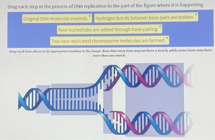 Solved Drag each step in the process of DNA replication to | Chegg.com