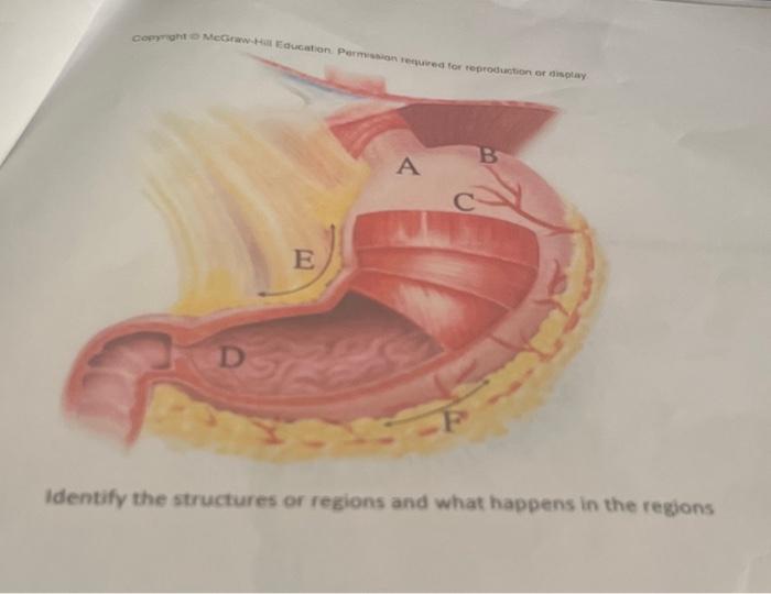 Solved Identify the structures, hormones that open G, and | Chegg.com Solved Identify the structures, hormones that open G, and | Chegg.com