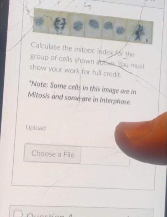 Solved Calculate the mitotic index for the group of cells | Chegg.com