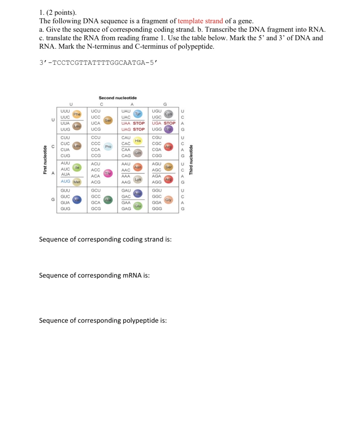 Solved (2 ﻿points).The following DNA sequence is a fragment | Chegg.com