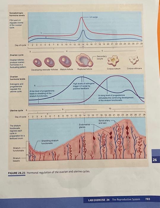 Solved Gonadotropic hormone levels FSH and LH regulate | Chegg.com