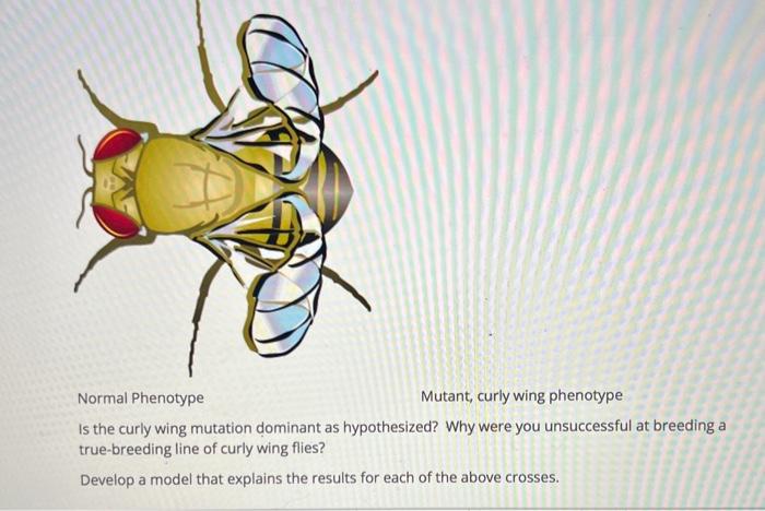 Solved You have a stock of true-breeding wildtype fruit | Chegg.com
