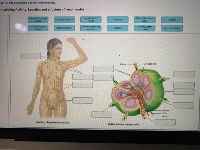 Solved ab 14: The Lymphatic System and Immunity t-Labeling | Chegg.com