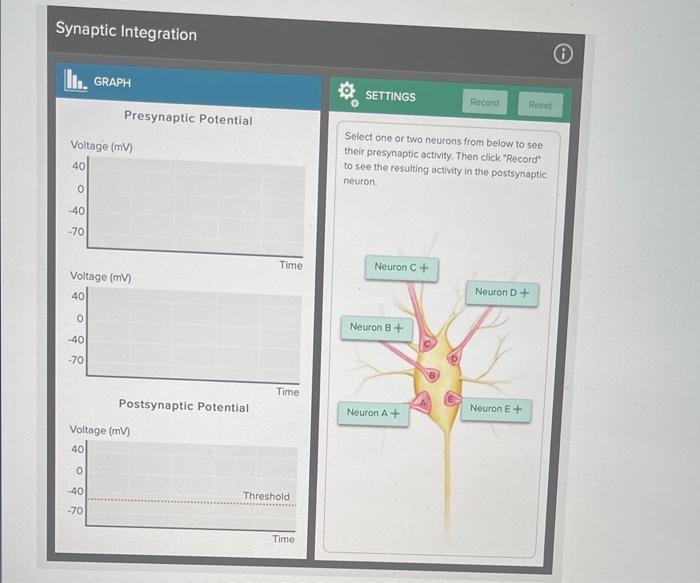 Solved Required information Synaptic Integration Synaptic | Chegg.com