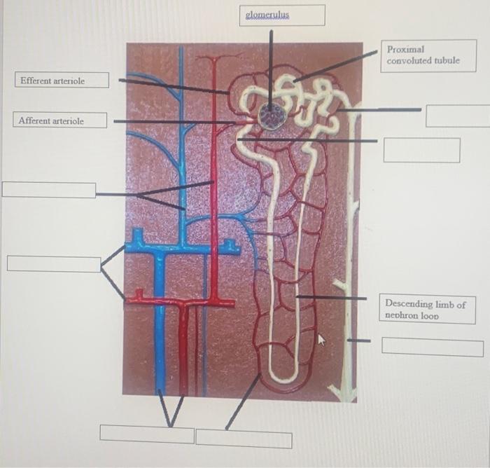Solved diagram 5: Nephron & it blood supply | Chegg.com