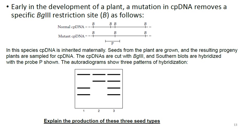 Solved Explain the production of this three seeds | Chegg.com