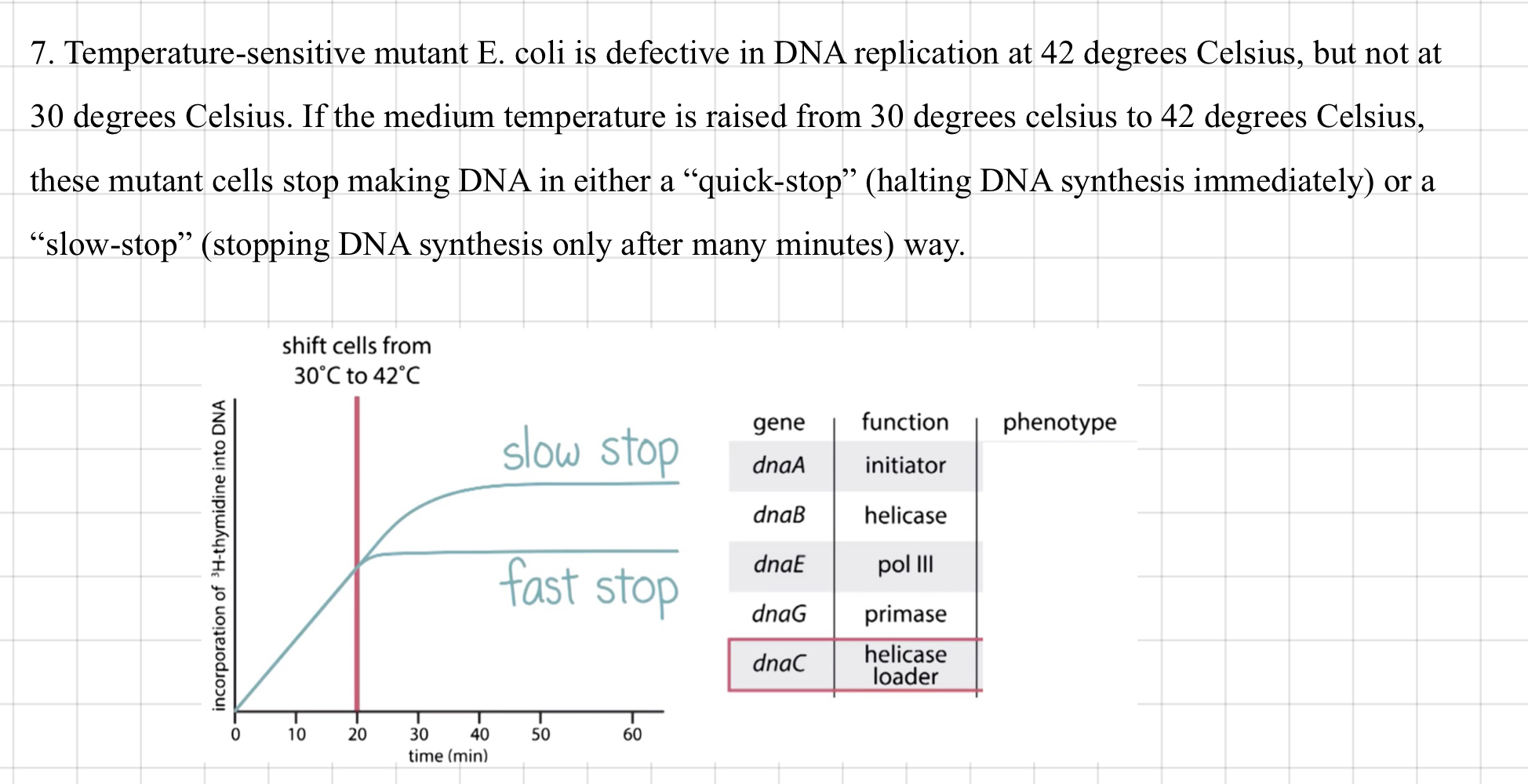 Solved Temperature-sensitive mutant E. ﻿coli is defective in | Chegg.com