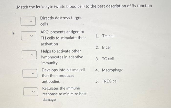 Solved Match the leukocyte (white blood cell) to the best | Chegg.com