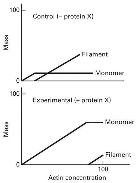 Solved An unusual actin-binding protein (X) ﻿is | Chegg.com