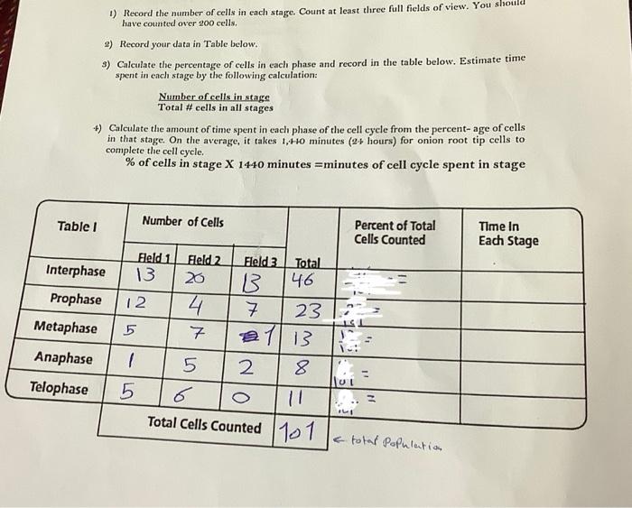 Solved 1) Record the number of cells in each stage. Count at | Chegg.com