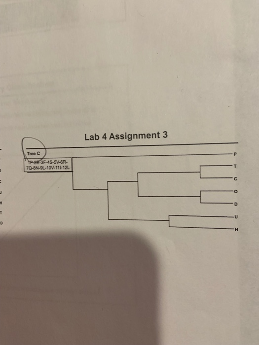 Solved Lab 4 Assignment 3 • Build and select phylogenetic | Chegg.com