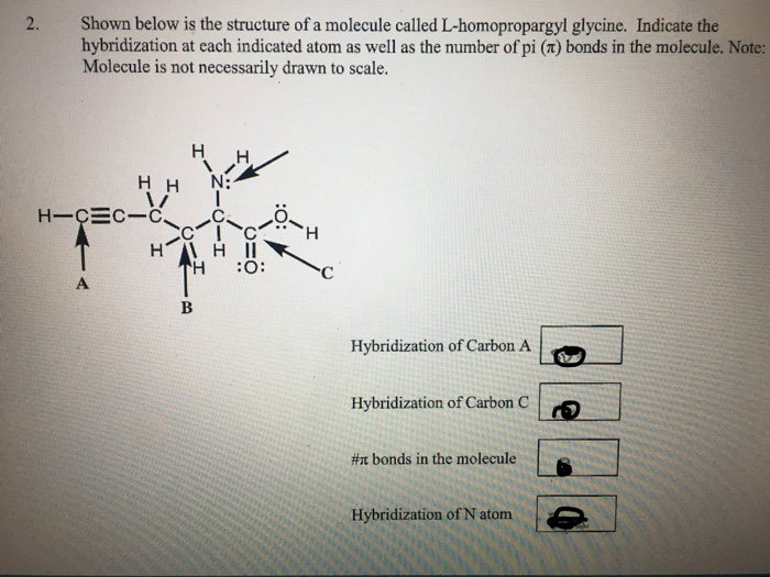 Solved Shown below is the structure of a molecule called | Chegg.com