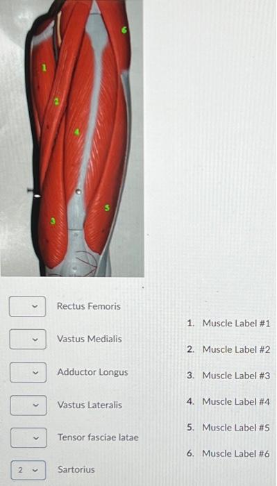 Solved Rectus Femoris 1. Muscle Label \#1 Vastus Medialis 2. | Chegg.com