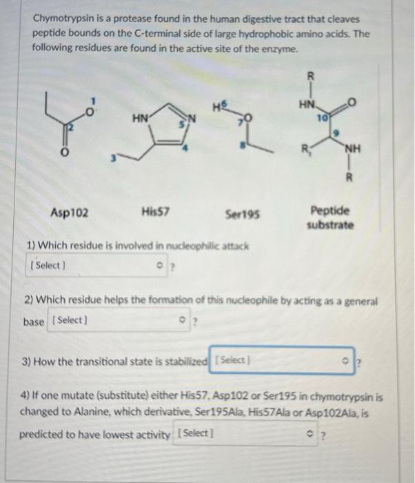 Solved option 1: ser195, his57, or asp102option 2: ser195, | Chegg.com