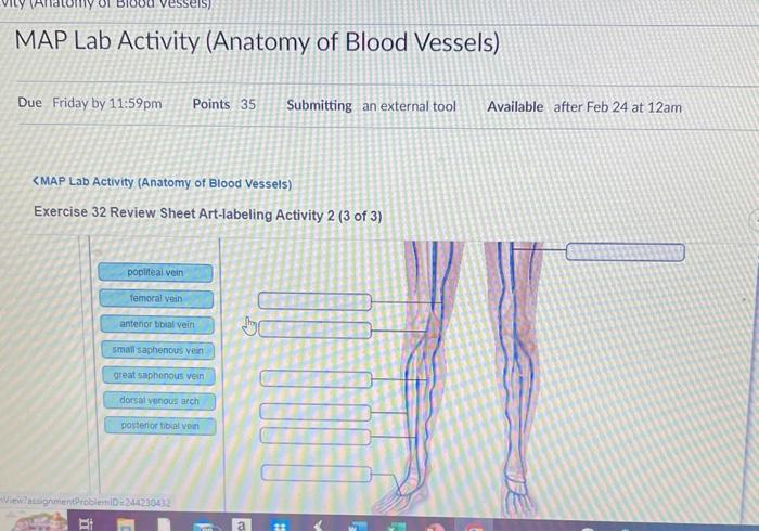 Solved MAP Lab Activity (Anatomy of Blood Vessels) Due | Chegg.com