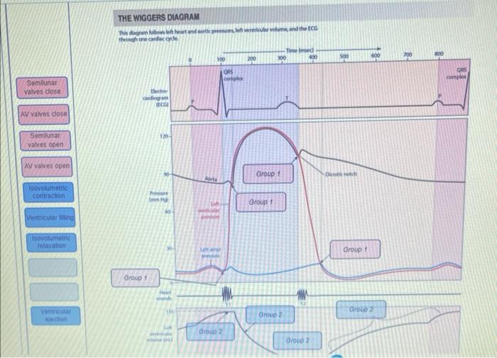 Solved THE WGGERS DUGRAM the worhene carkincoris? Group : | Chegg.com