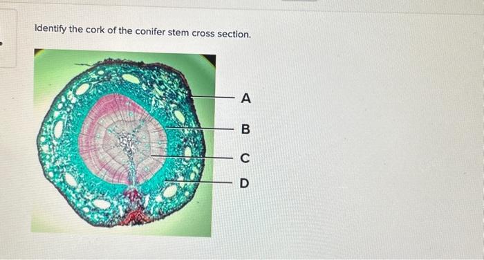 Solved Identify the cork of the conifer stem cross section. | Chegg.com